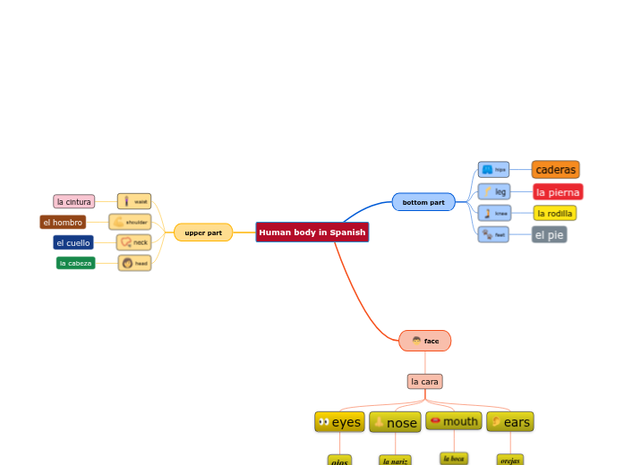 Human body in Spanish - Mind Map